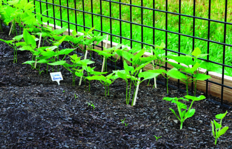 How to Grow Beans at Home - Grit
